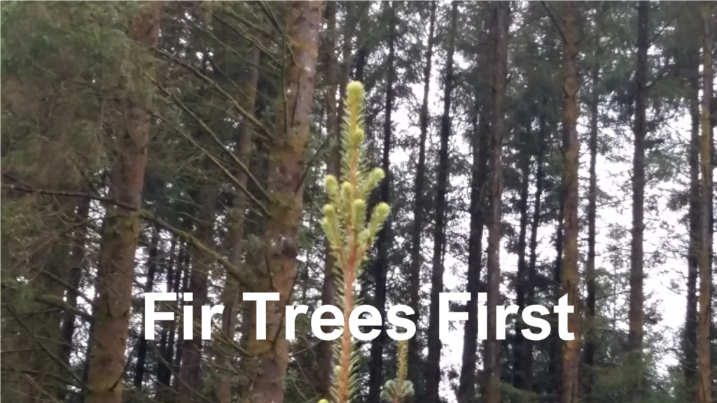 Fir Trees First - Lough Derg - LIVE