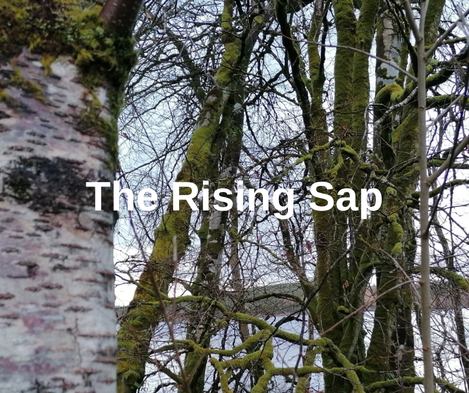 The Rising Sap - Lough Derg - LIVE