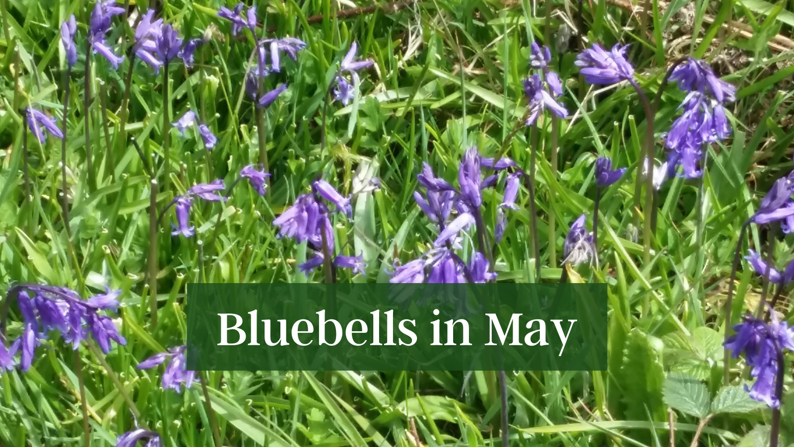Bluebells in May - Lough Derg - LIVE