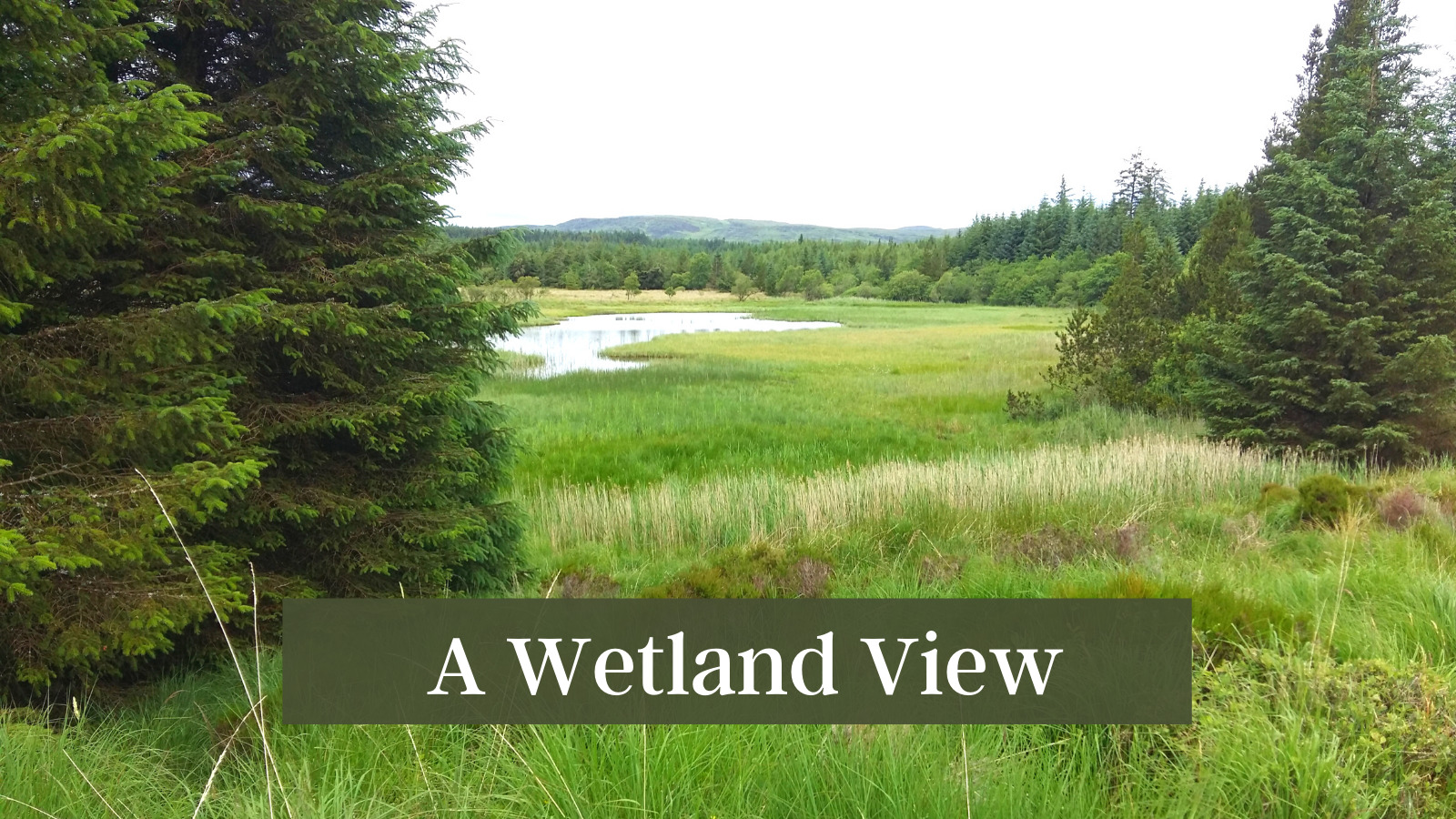 A Wetland View Pause and Ponder - Lough Derg - LIVE